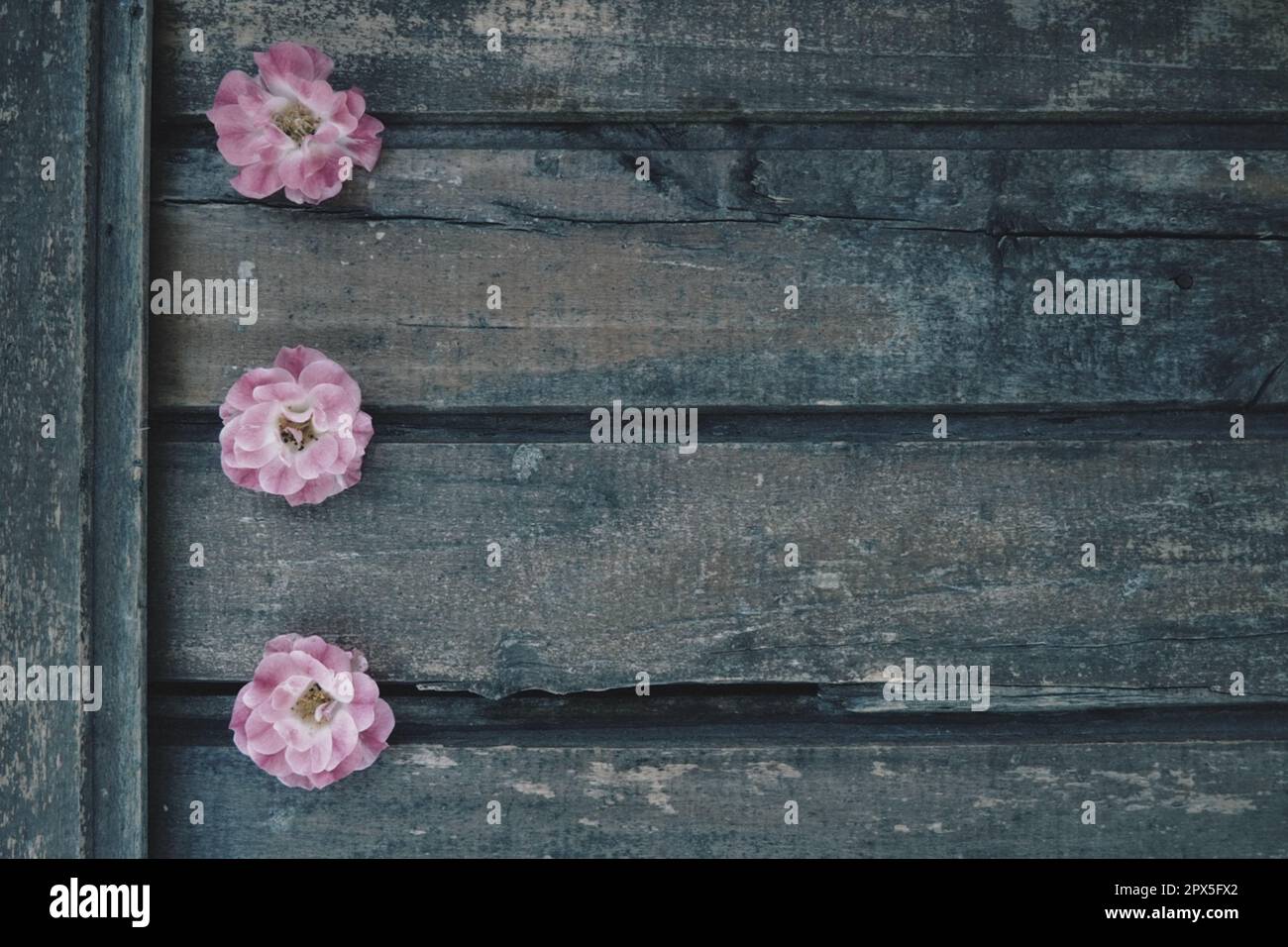 Buds of spray pink terry roses on a wooden background. Three beautiful ...