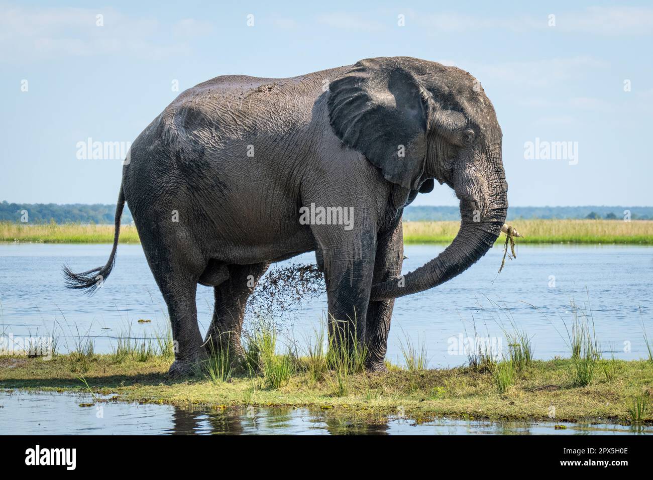 African elephant stands spraying belly with mud Stock Photo - Alamy