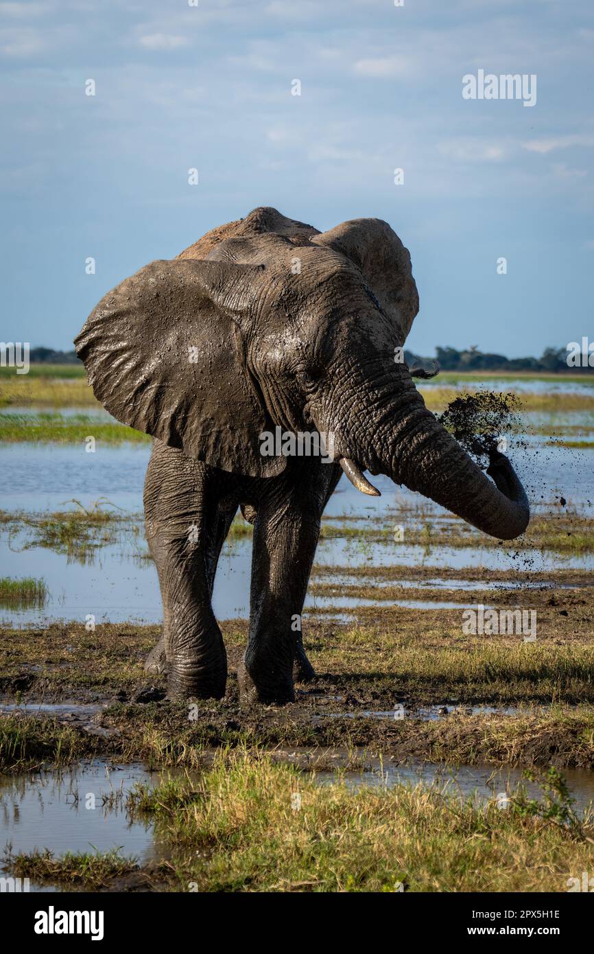 African elephant stands squirting mud over flank Stock Photo - Alamy