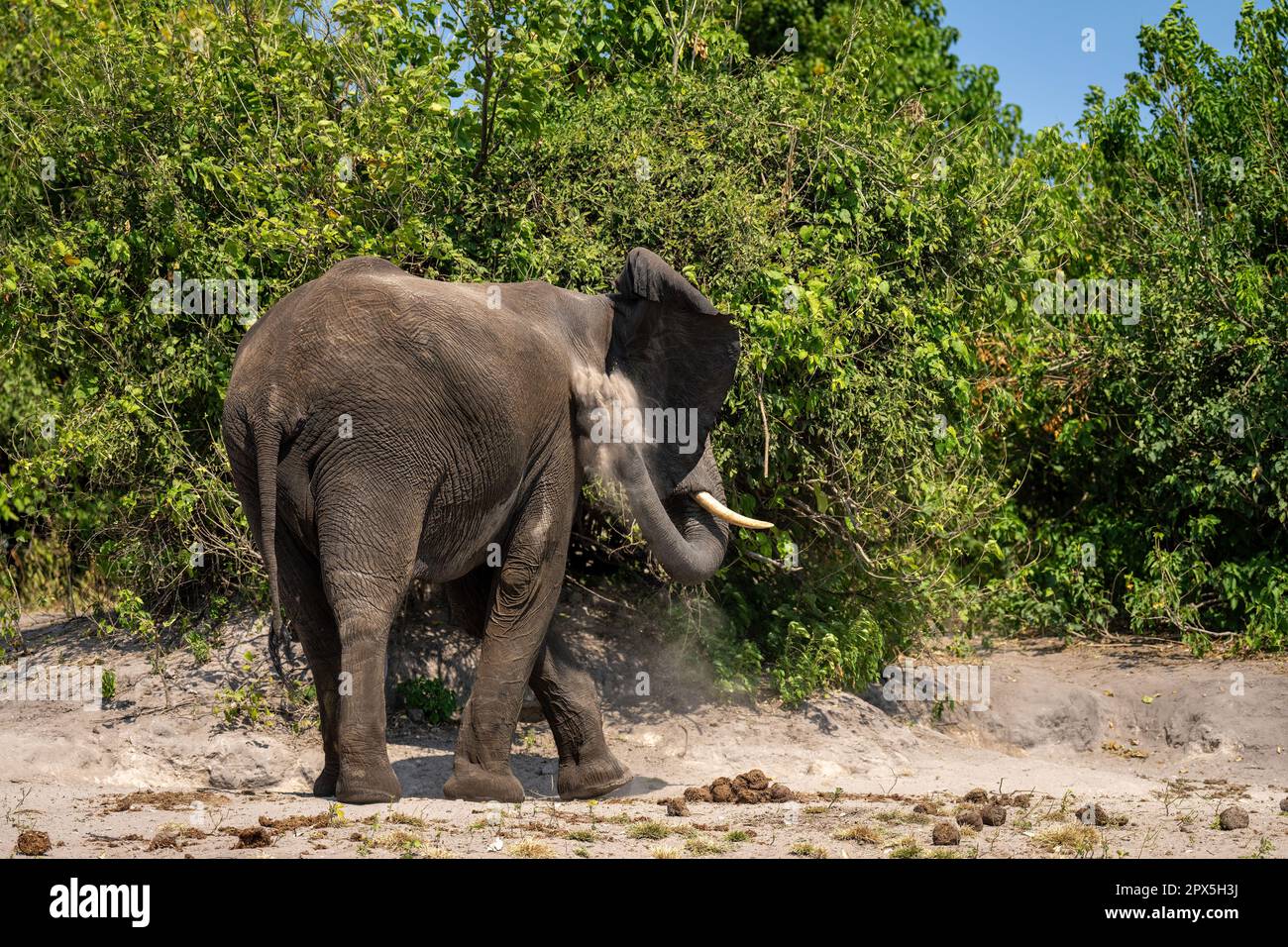 African elephant stands tossing sand over neck Stock Photo - Alamy