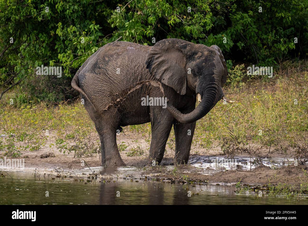 African elephant throws muddy water over flank Stock Photo - Alamy