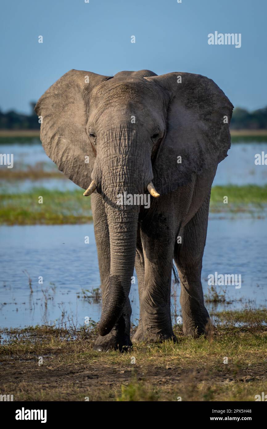 African elephant stands watching camera by river Stock Photo - Alamy