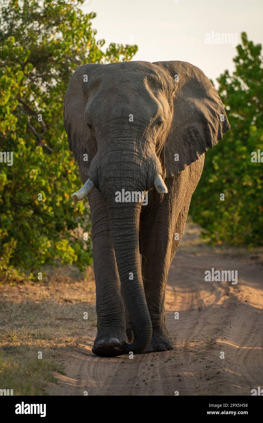 African elephant walks along track towards camera Stock Photo - Alamy