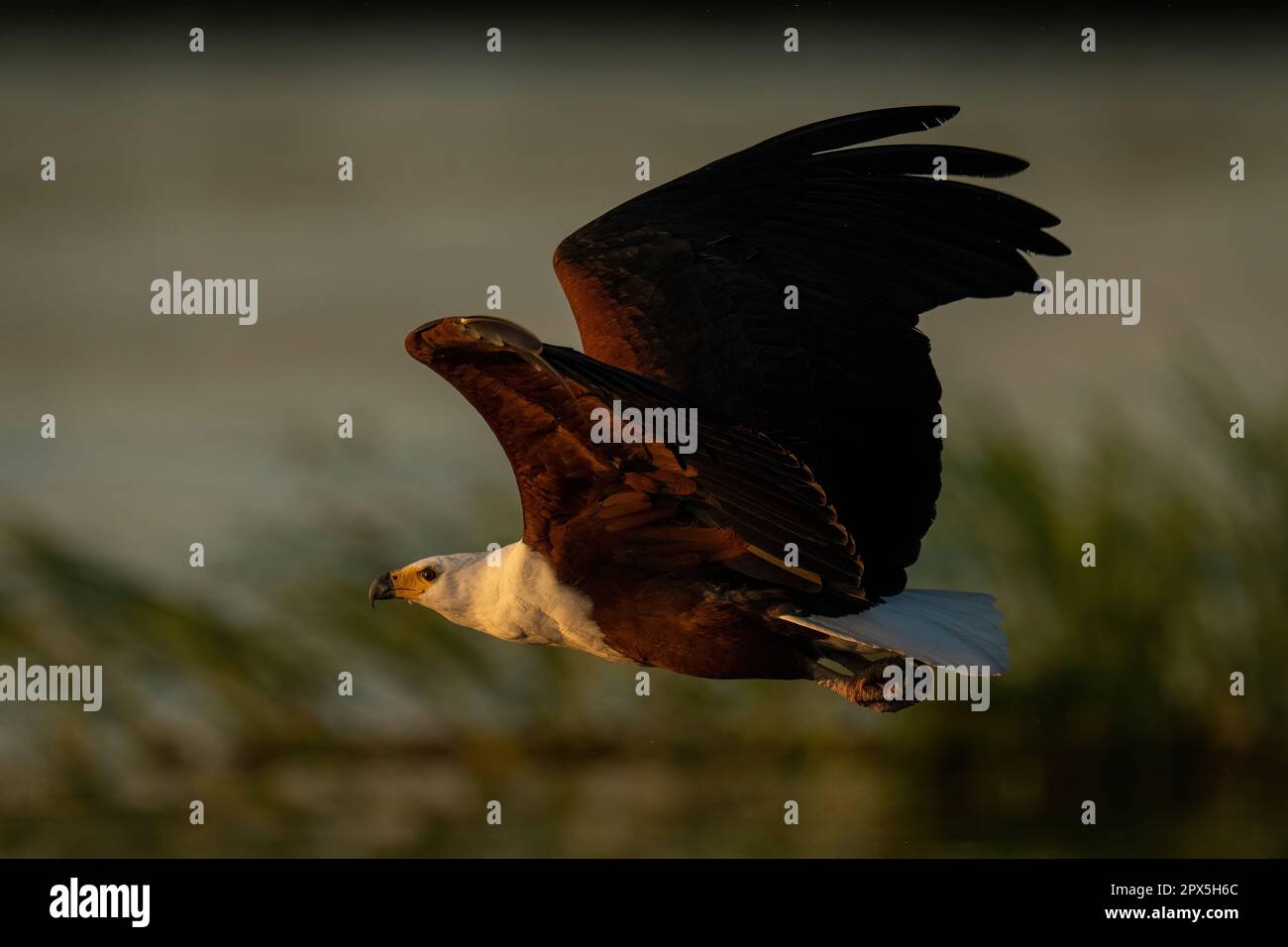 Flies low over the sea hi-res stock photography and images - Alamy