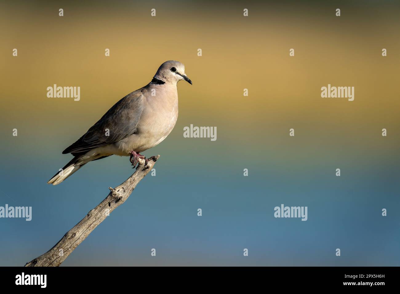Ring-necked dove on branch in golden light Stock Photo - Alamy