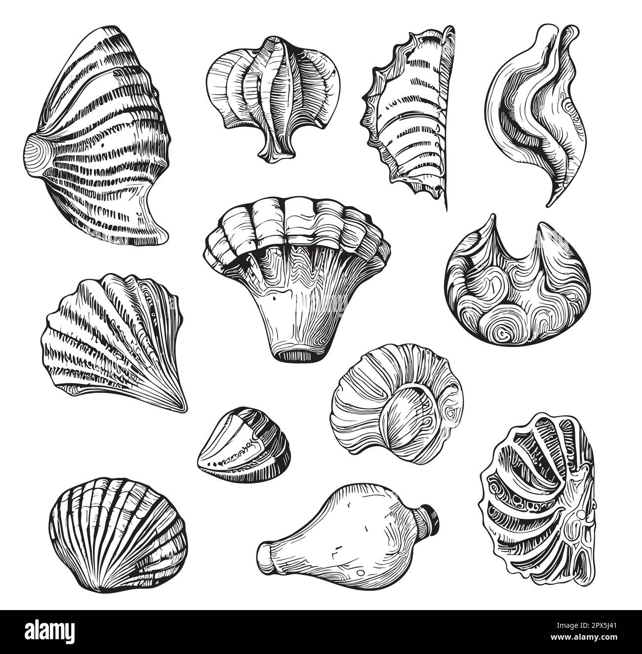 Sea shells hand drawn sketch in doodle style illustration Stock Vector ...