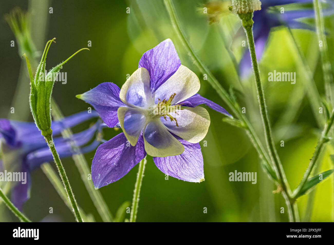 Beautiful purple and yellow spring flowers at the Atlanta Botanical ...