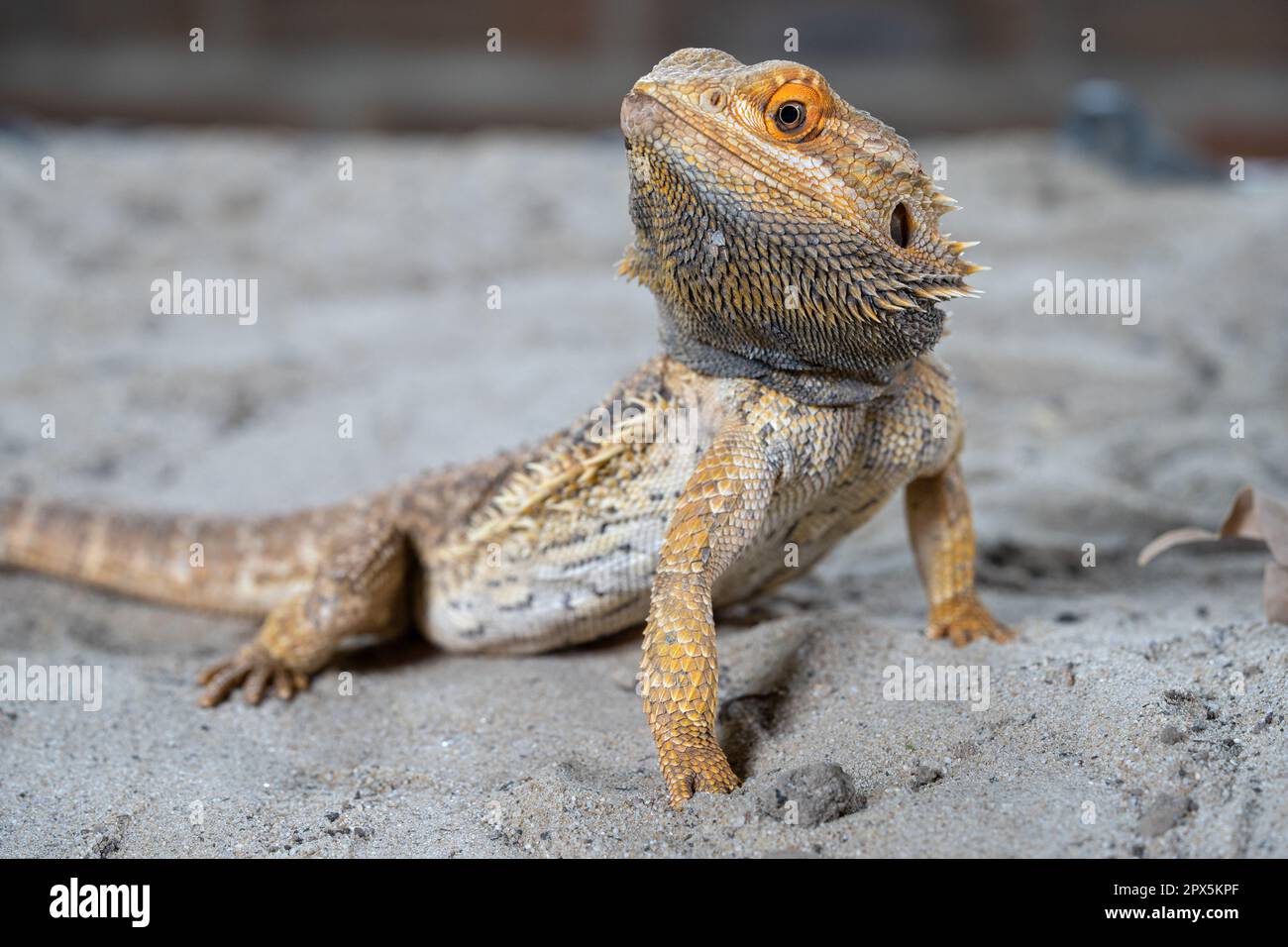 Close up image of Inland Bearded Dragon (Pogona vitticeps Stock Photo ...