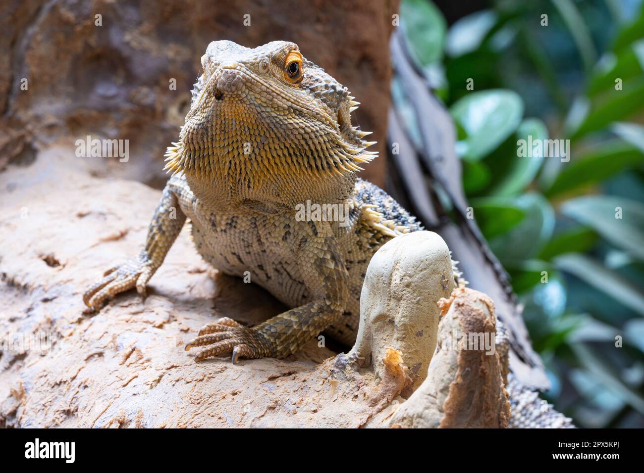 Close up image of Inland Bearded Dragon (Pogona vitticeps Stock Photo ...