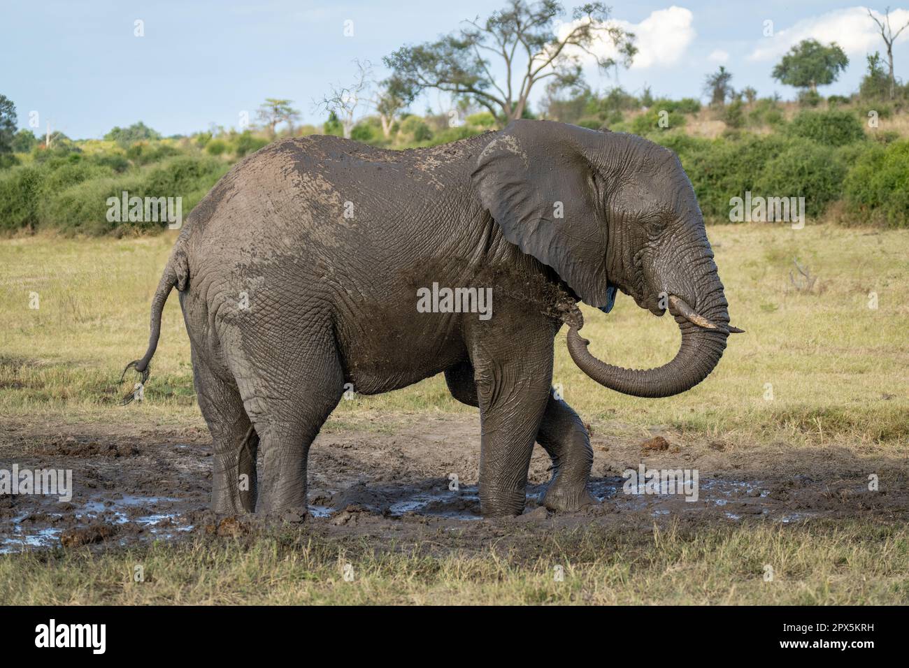 African elephant stands splashing mud over flank Stock Photo - Alamy