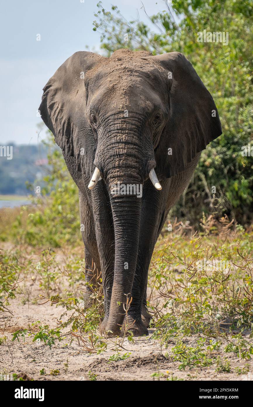 African elephant walks along riverbank in sunshine Stock Photo - Alamy