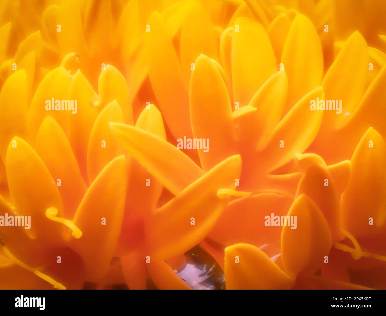 Macro yellow orange flower pattern texture background Stock Photo - Alamy