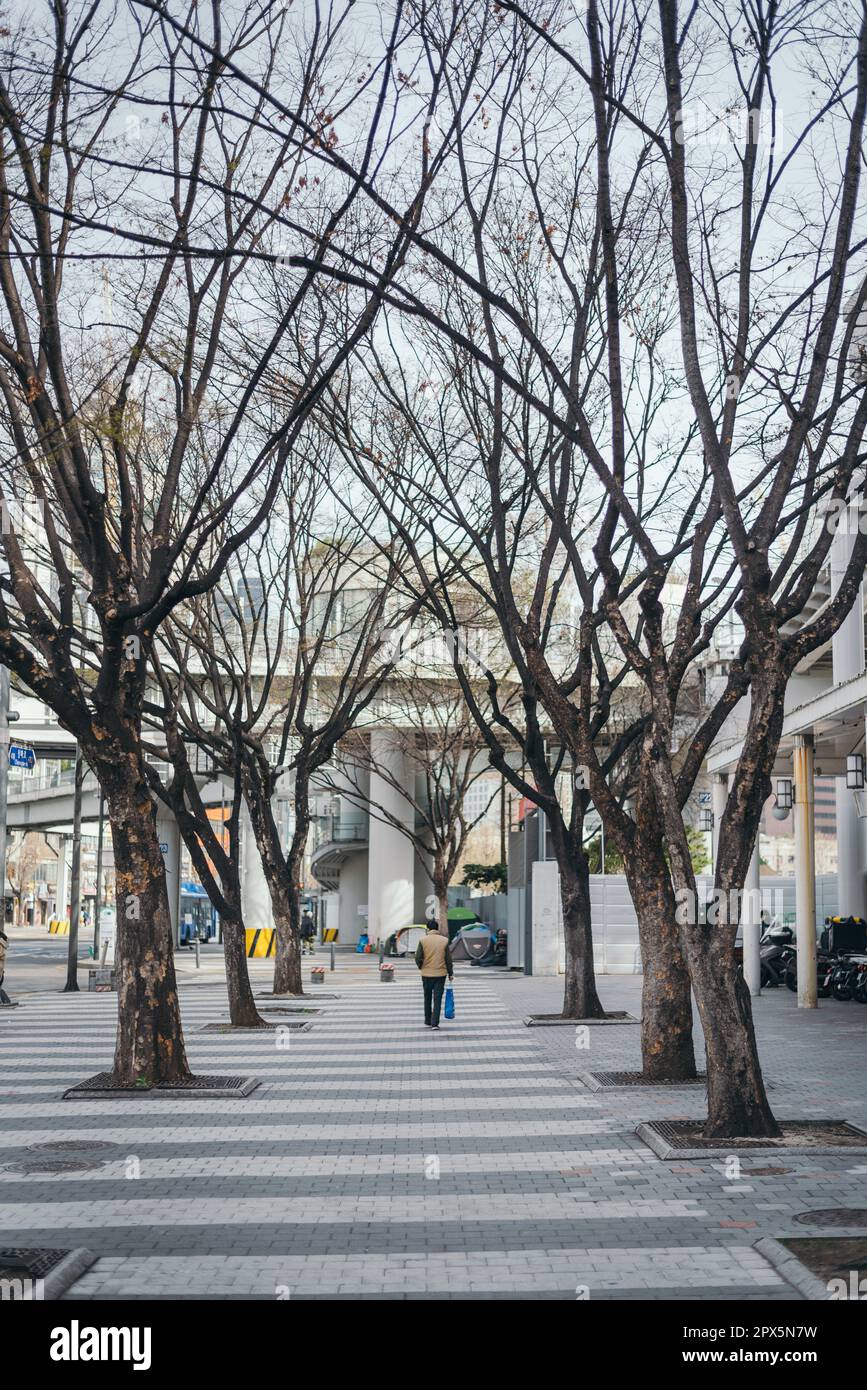 people walking on roadside pedestrian with big trees line in Seoul ...