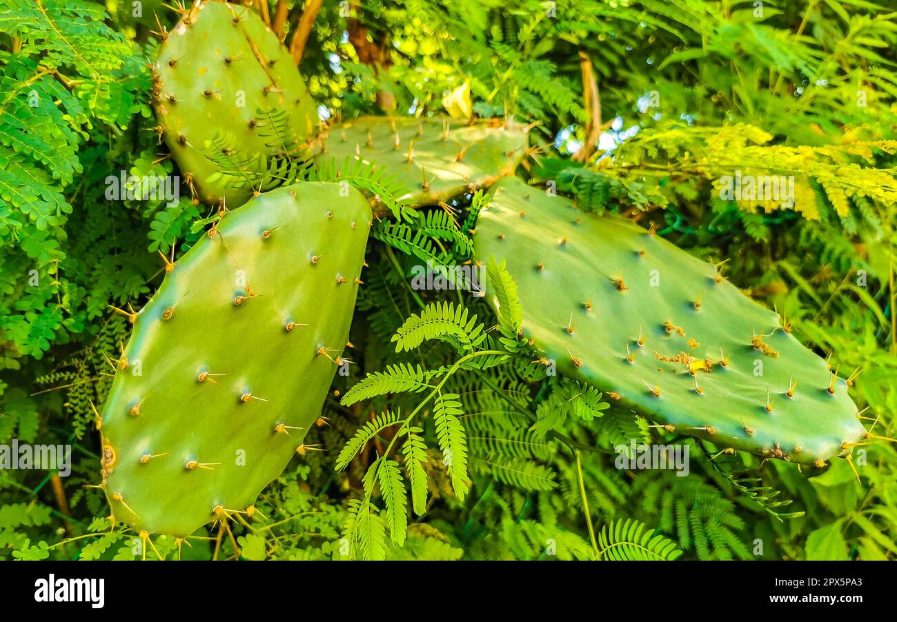Tropical mexican cacti cactus jungle plants trees and natural forest ...