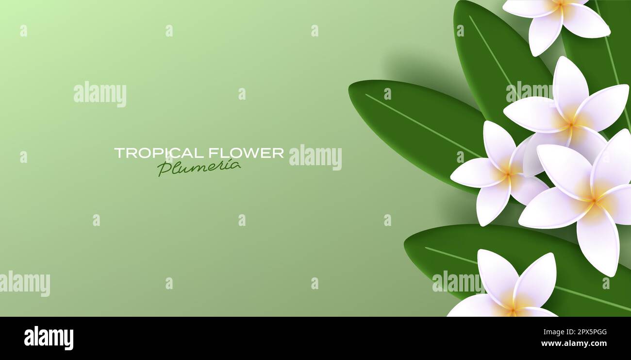 Vector realistic illustration of exotic plumeria flower and leaves, spa ...