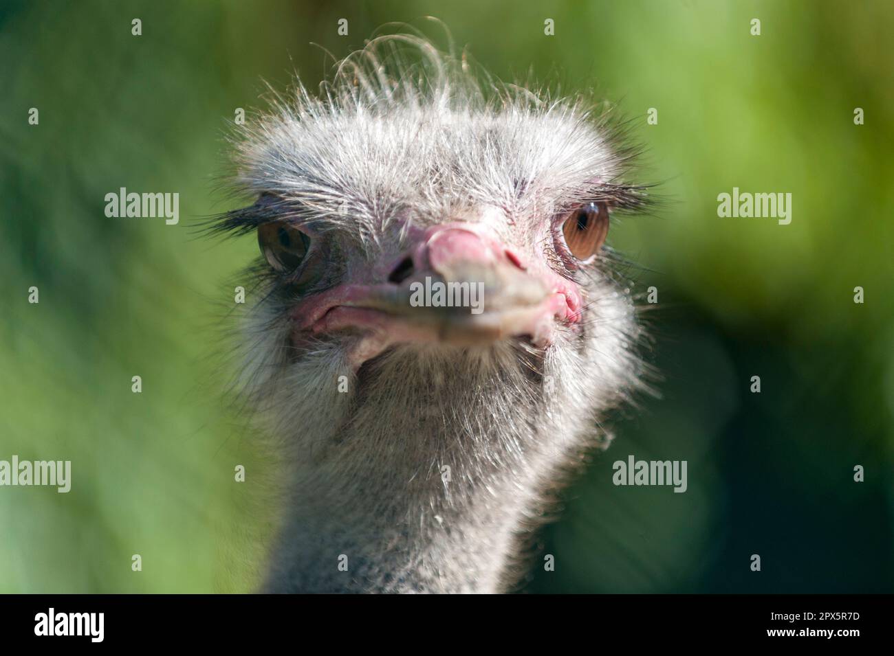 A head portrait of a bouquet of birds photographed with an extreme ...