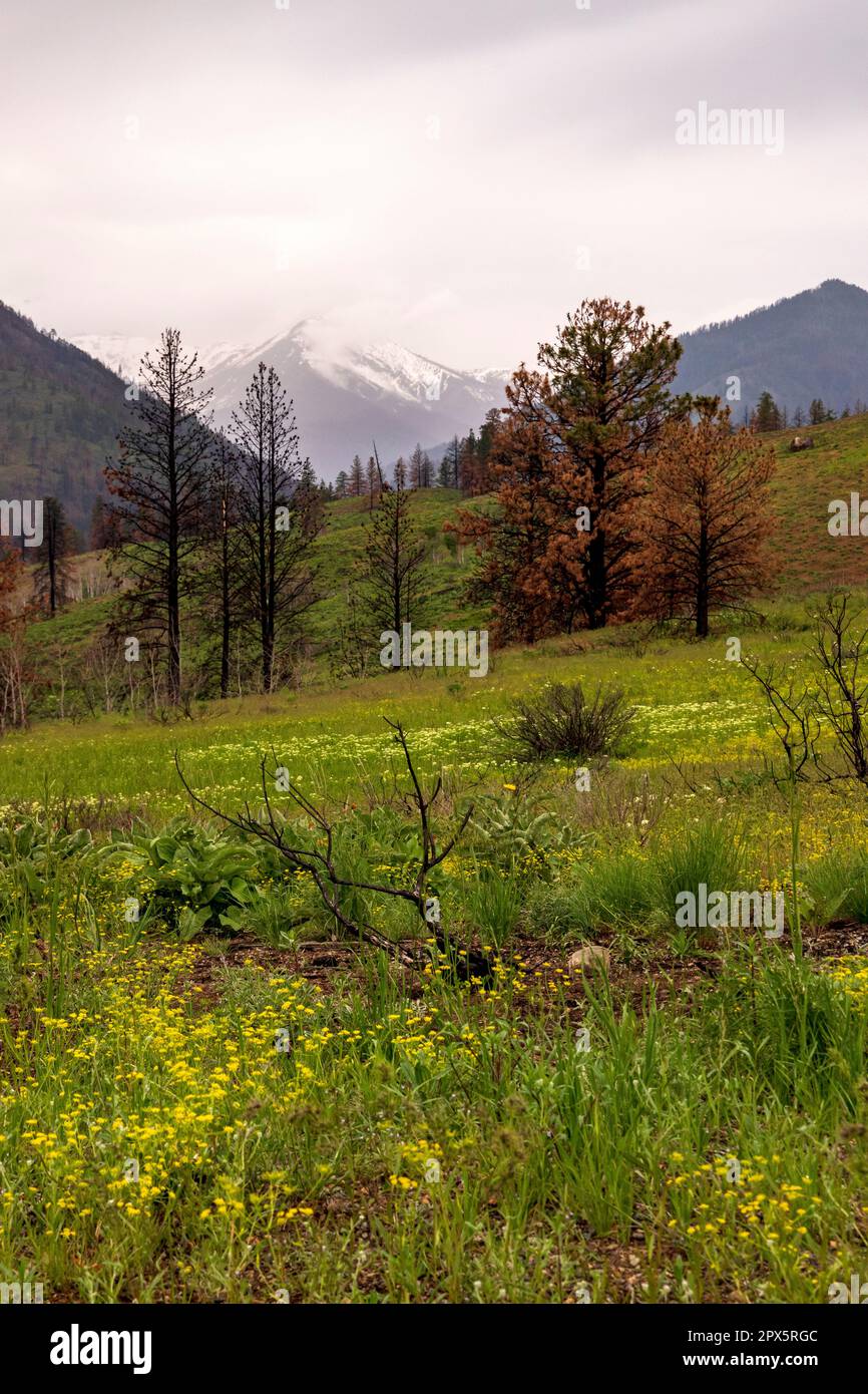 Wild flowers grow in a field recently burned by wild fire, with burnt ...