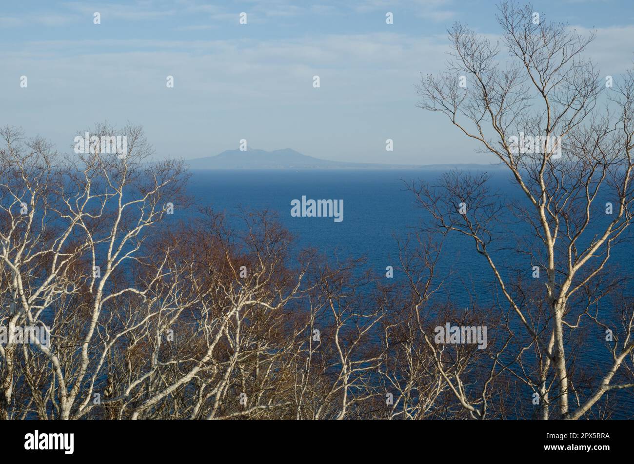 Forest of Japanese white birch Betula platyphilla var. japonica and ...