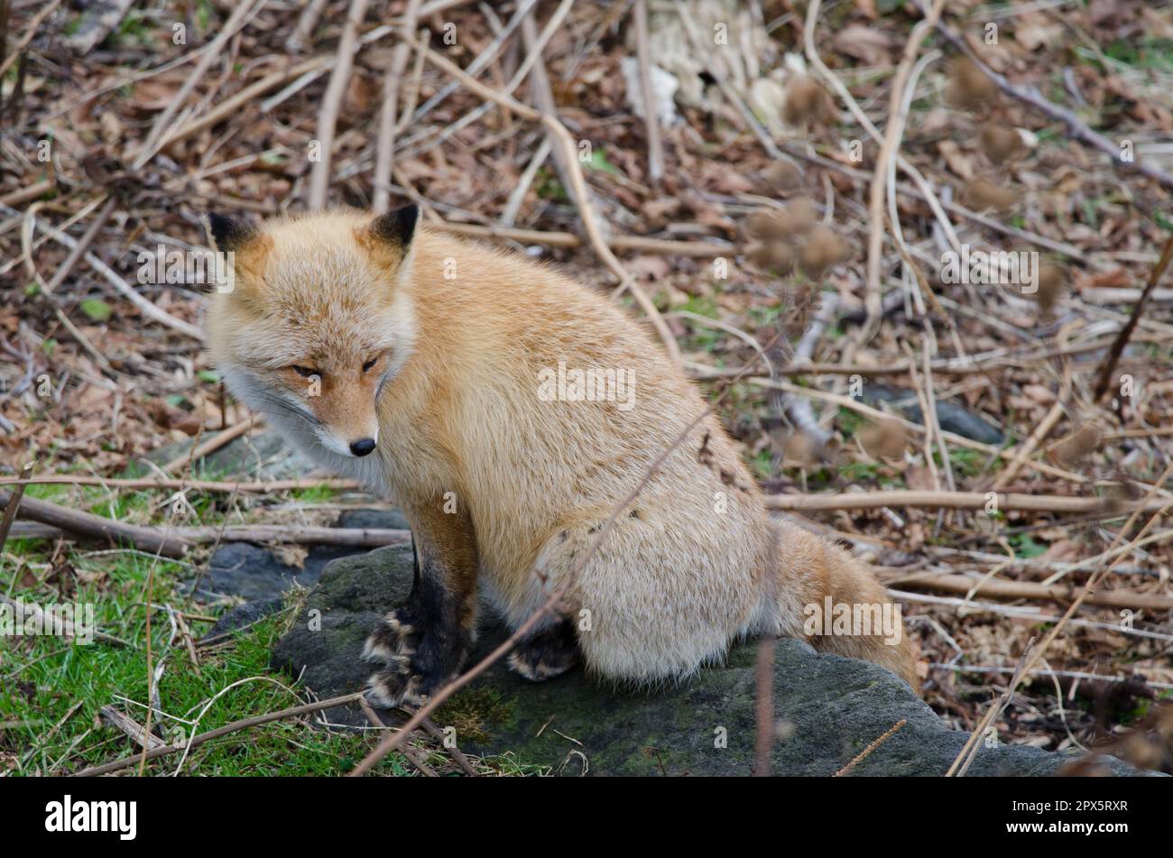 Ezo red fox Vulpes vulpes schrenckii. Utoro. Shiretoko Peninsula ...
