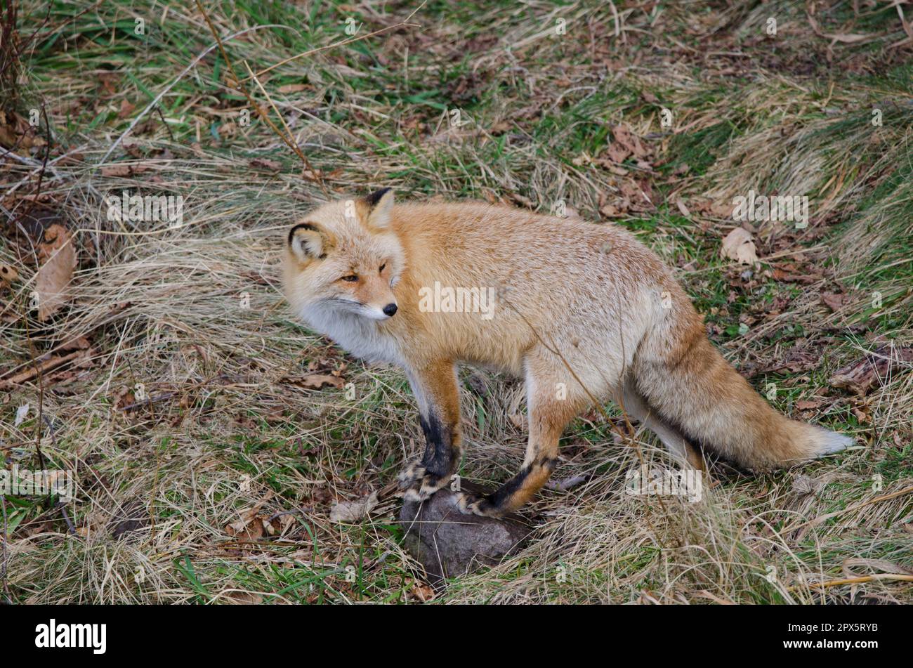 Ezo red fox Vulpes vulpes schrenckii. Utoro. Shiretoko Peninsula ...