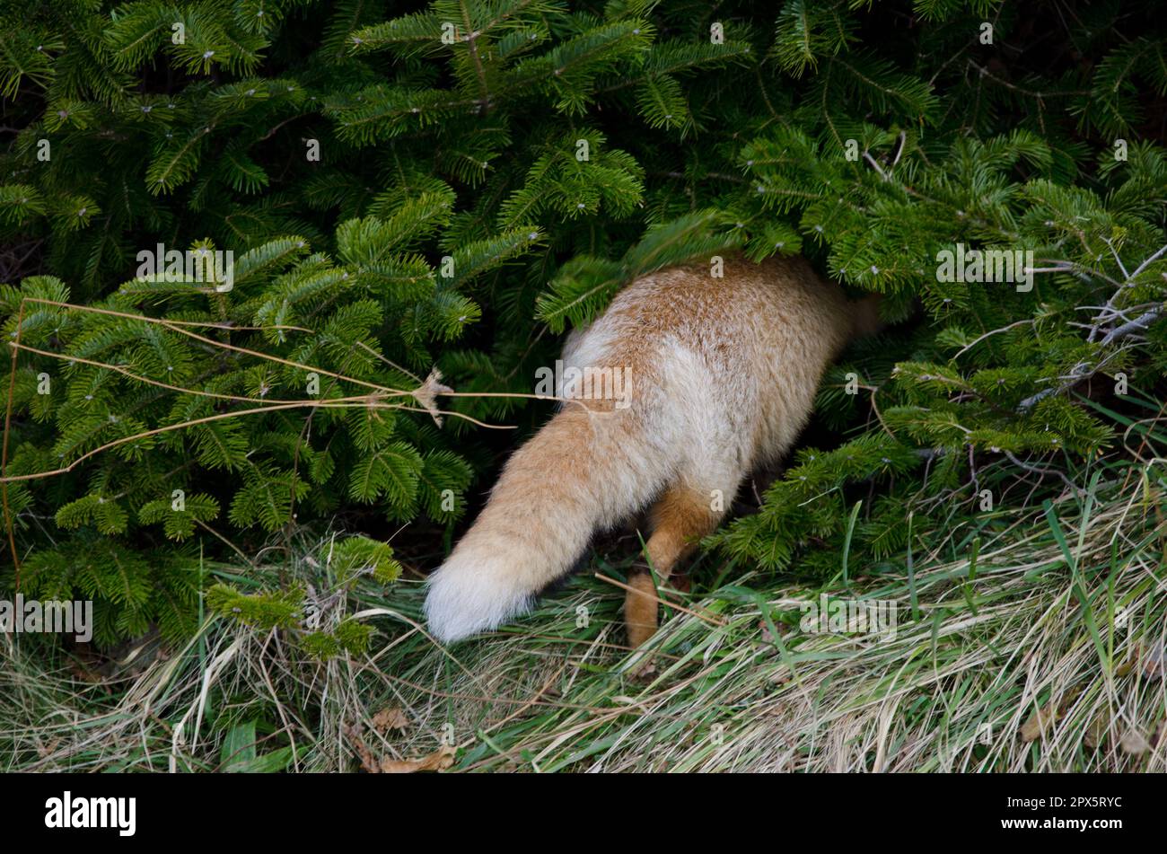 Ezo red fox Vulpes vulpes schrenckii hiding in the vegetation. Utoro ...