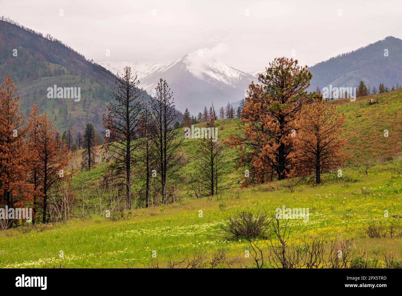 Goat Peak, a mountain in the North Cascade range of Washington state ...