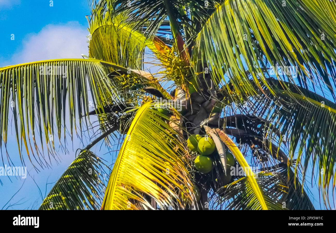 Tropical natural mexican palm tree with coconuts and blue sky ...