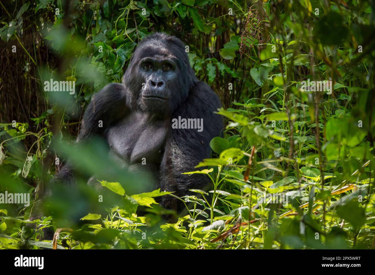 A silverback mountain gorilla sits in the dense foliage of his natural ...