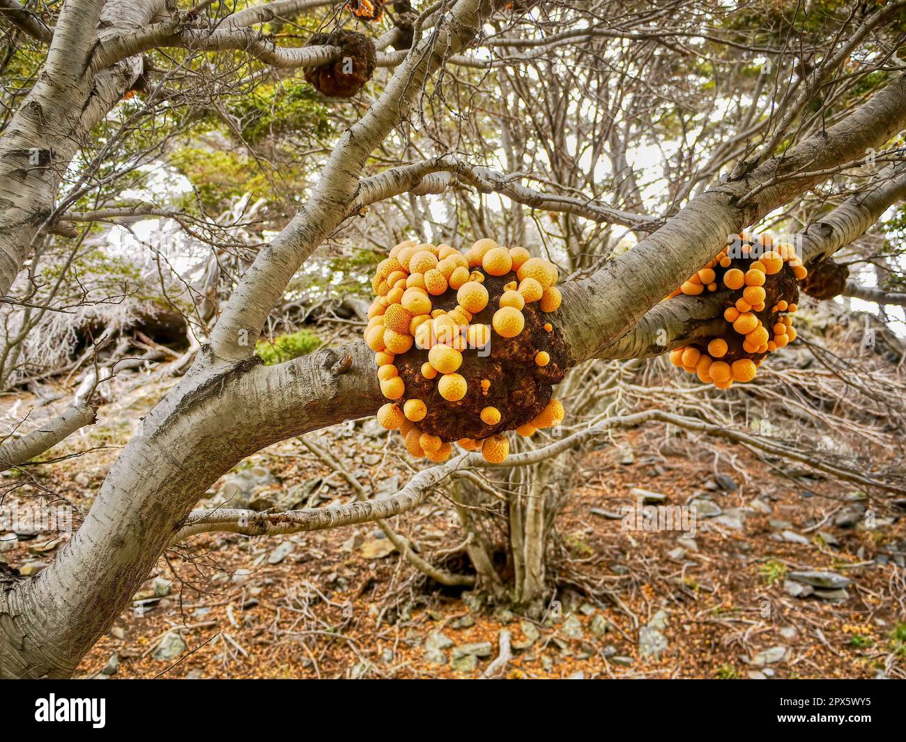 In Tierra del Fuego National Park, near Ushuaia, Argentina, Darwin's ...