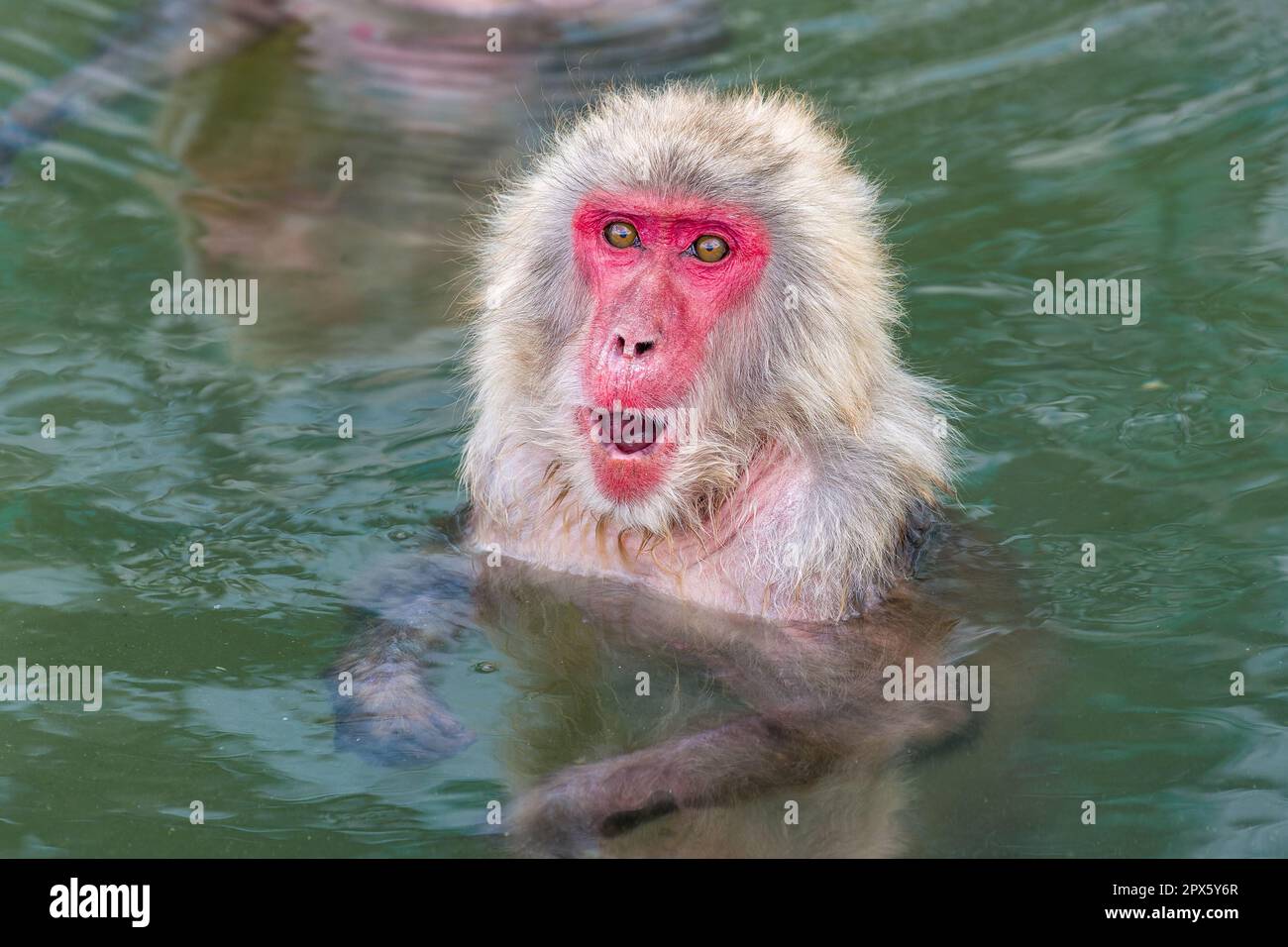 Japanese Snow Monkey (Macaca fuscata) relaxing in a hot volcanic spring ...