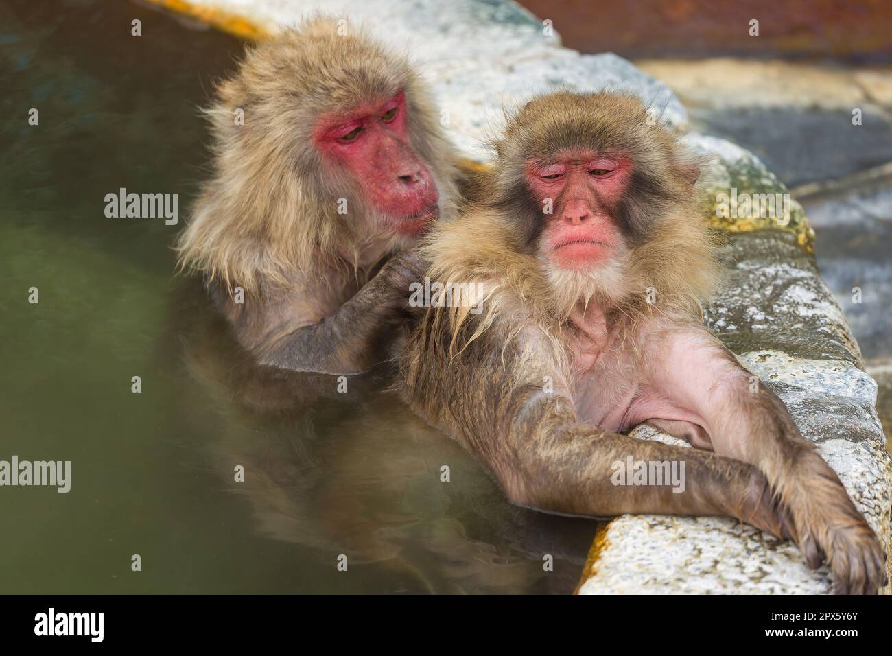 Japanese Macaques (Macaca fuscata) grooming each other in a volcanic ...