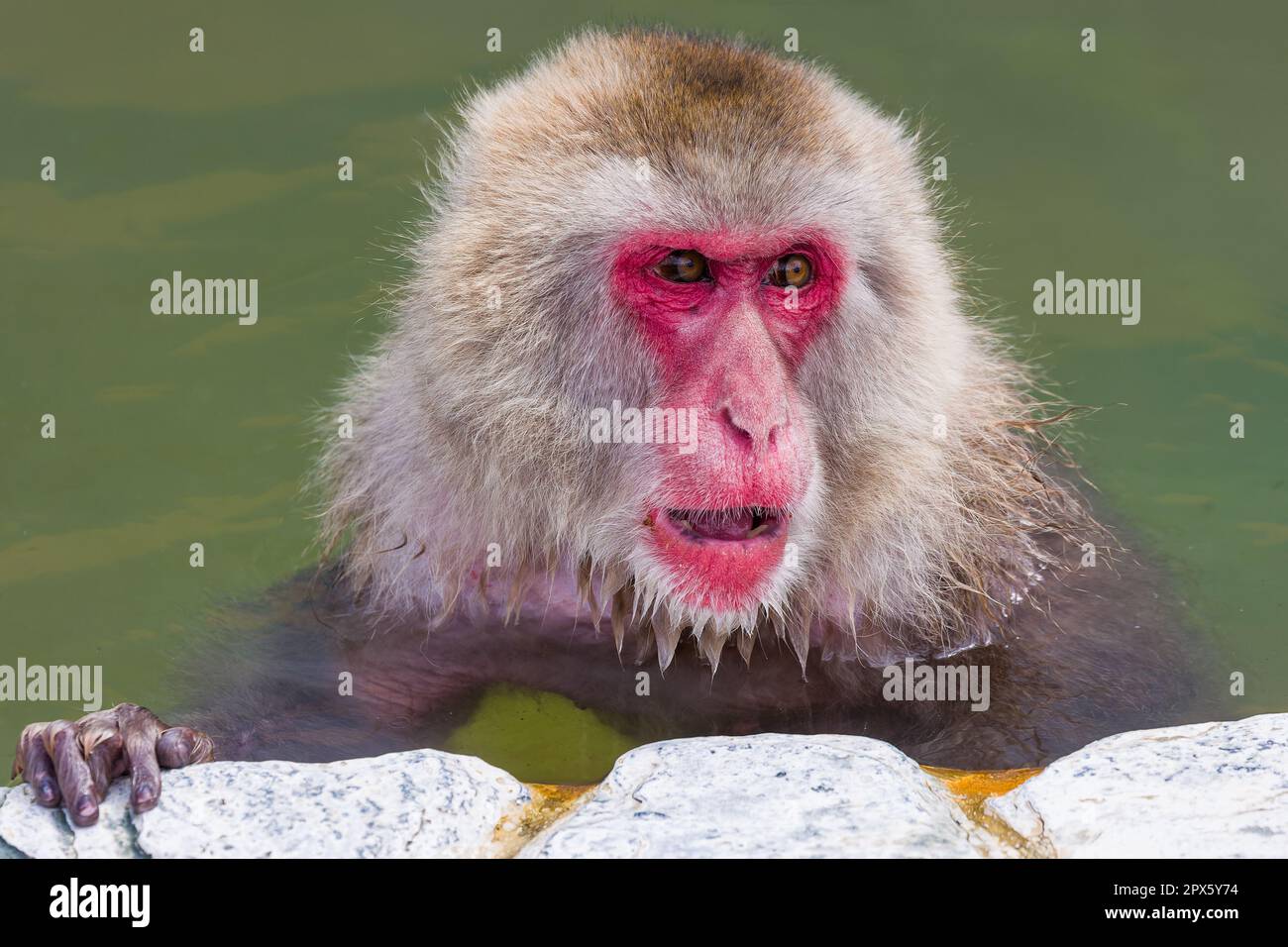 Japanese Snow Monkey (Macaca fuscata) relaxing in a hot volcanic spring ...