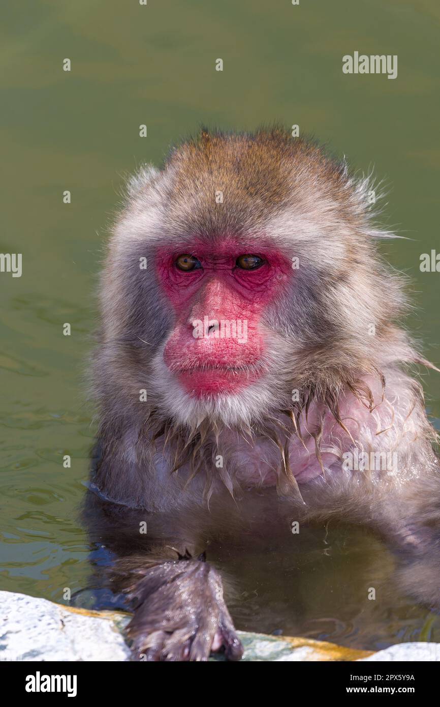 Japanese Macaque (Macaca fuscata) bathing in a steaming volcanic hot ...