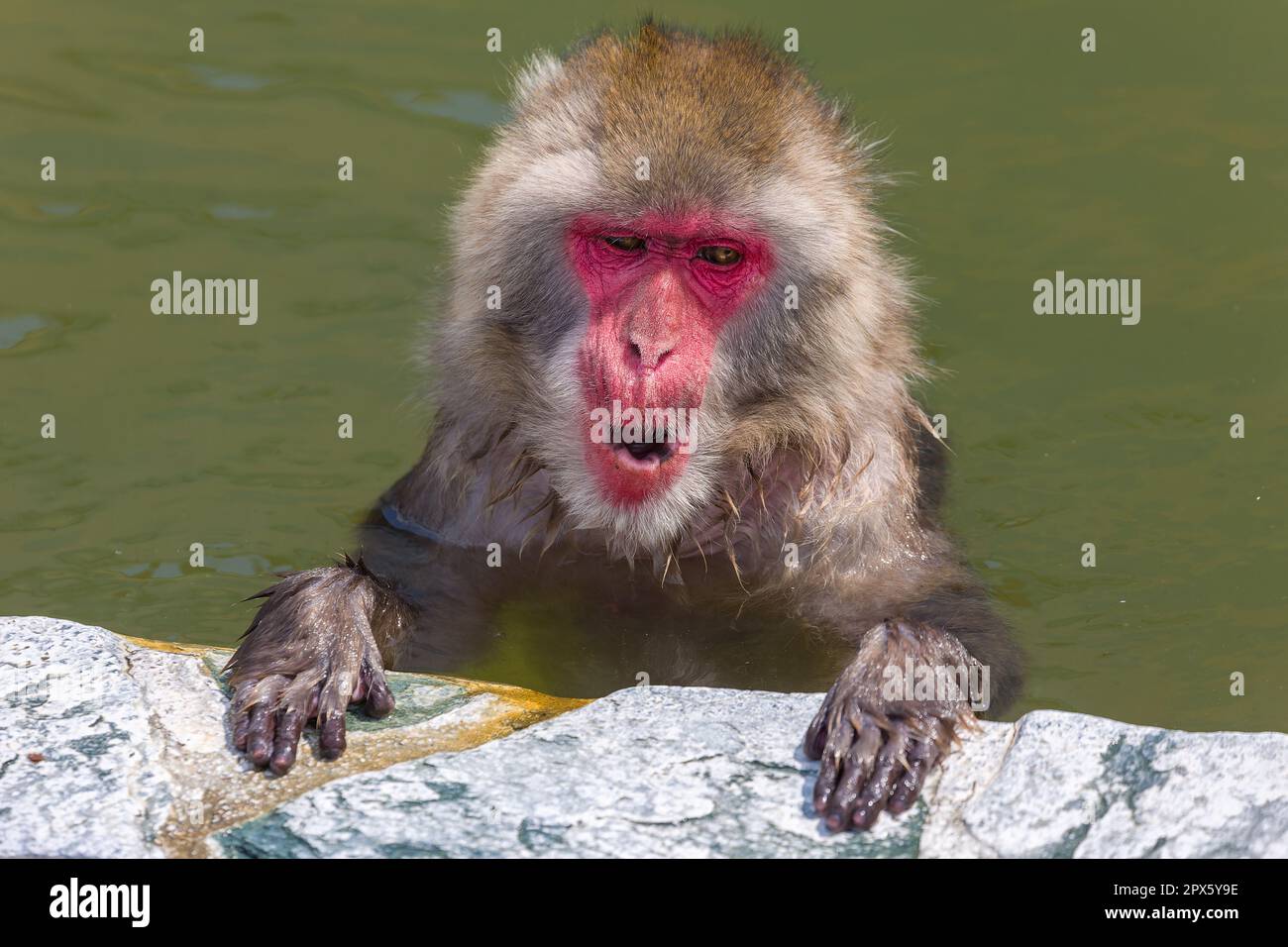 Japanese Snow Monkey (Macaca fuscata) relaxing in a hot volcanic spring ...