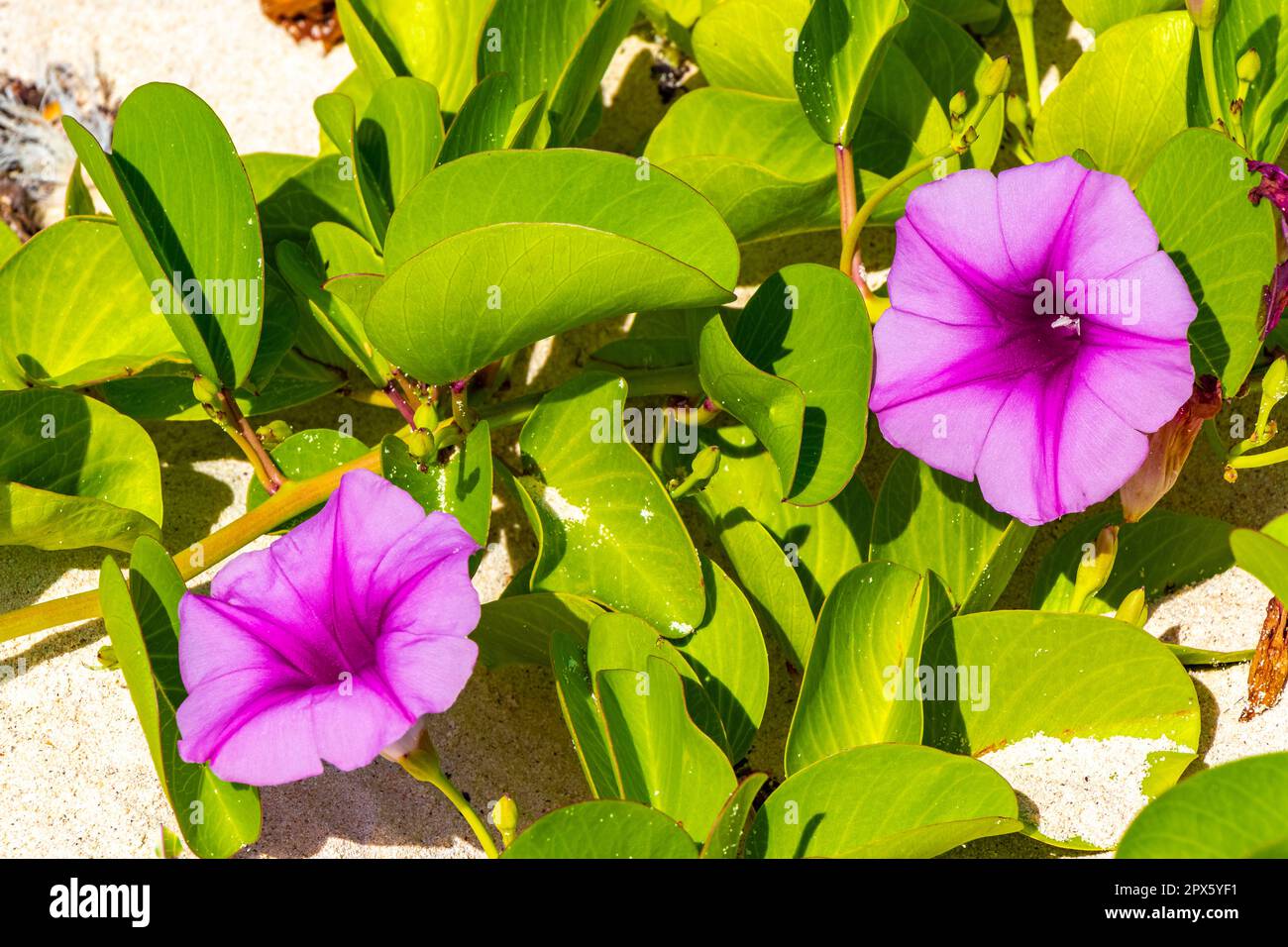Beautiful pink violet purple morning glory or Goat's foot Ipomoea pes ...