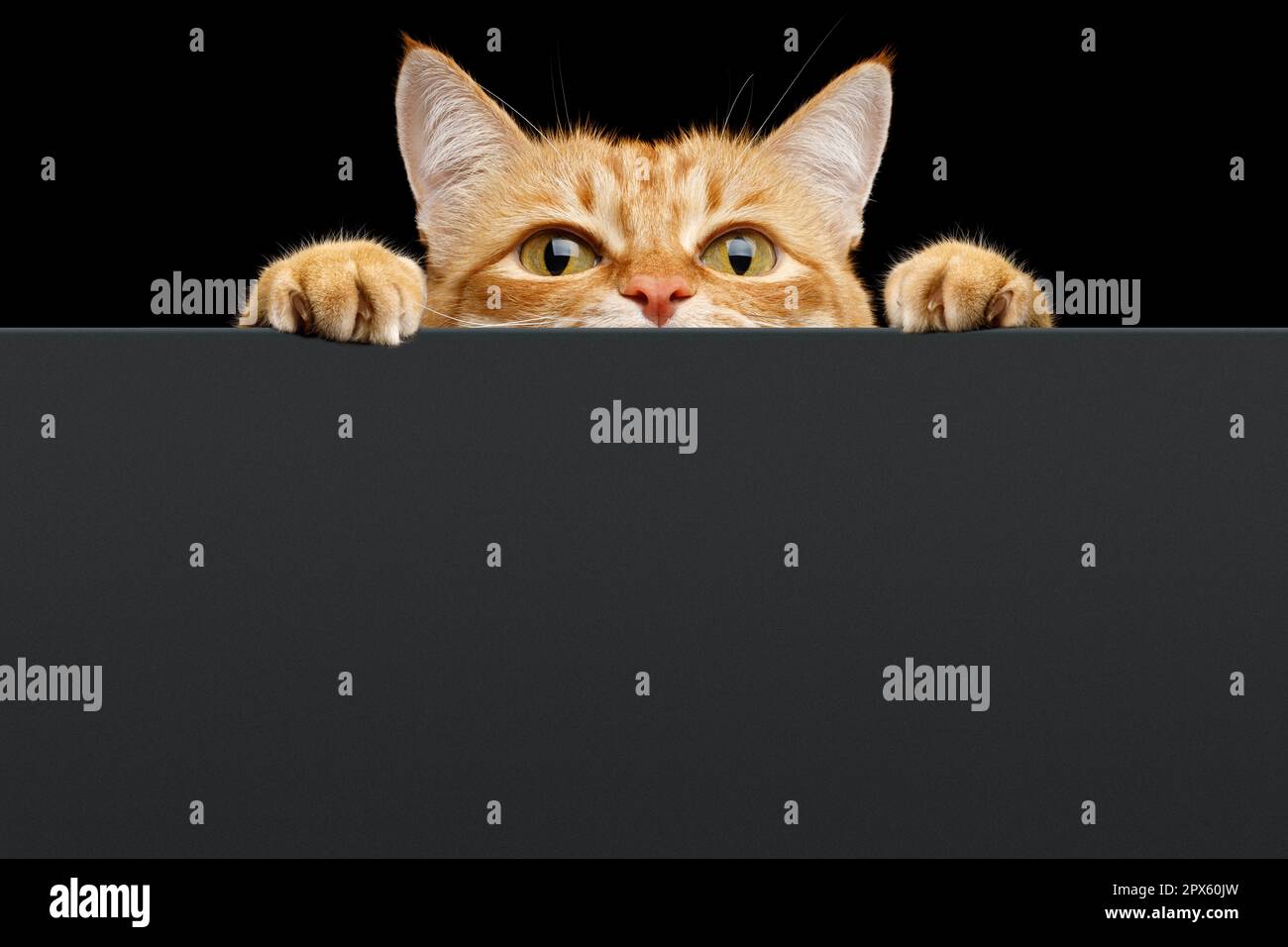 Ginger cat peeks out from behind the background. Copy space. Isolated ...