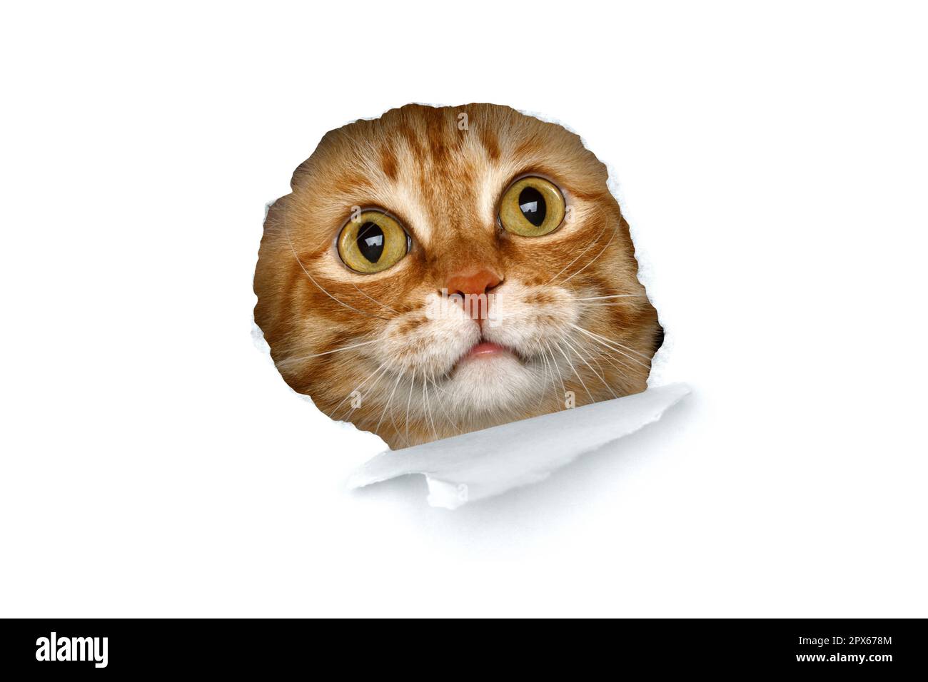 Closeup ginger cat cat peeking out of torn paper on the white ...