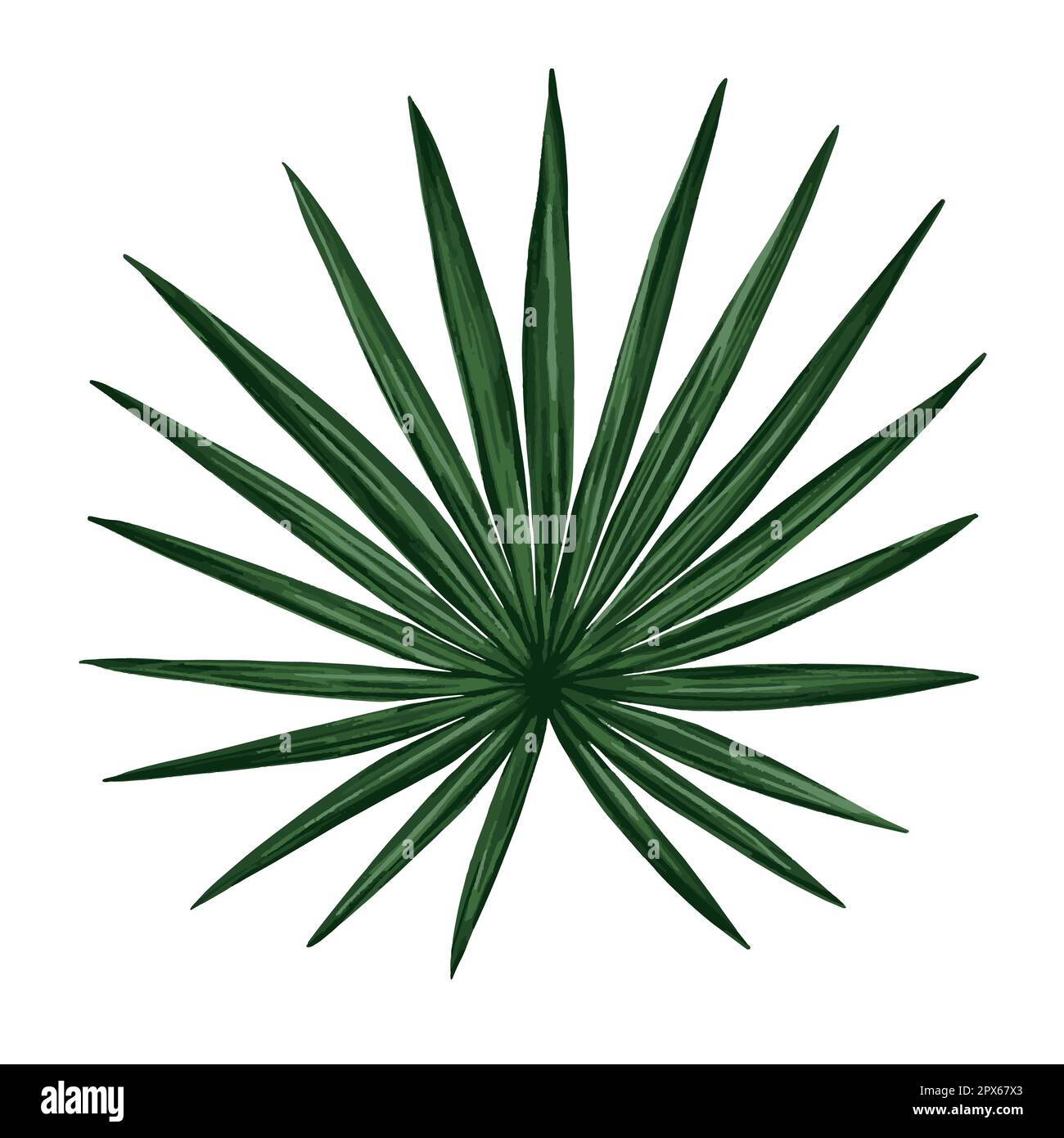 Tropical vector jungle palm leaf. Realistic hand drawn illustration ...