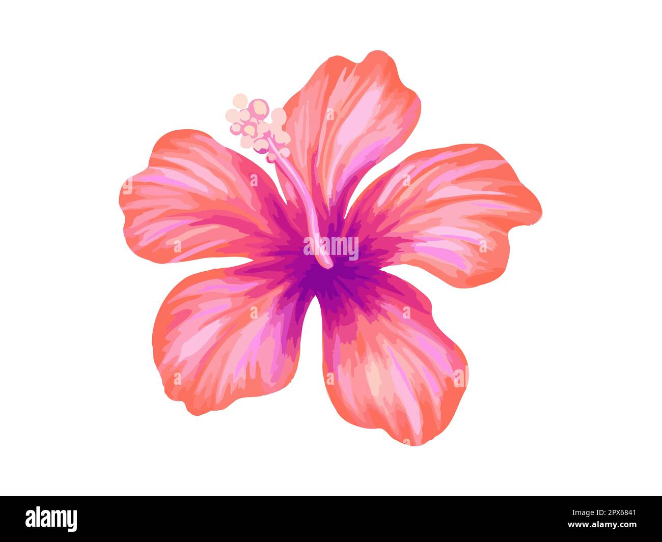 Hibiscus illustration. Vibrant pink tropical flower. Realistic ...