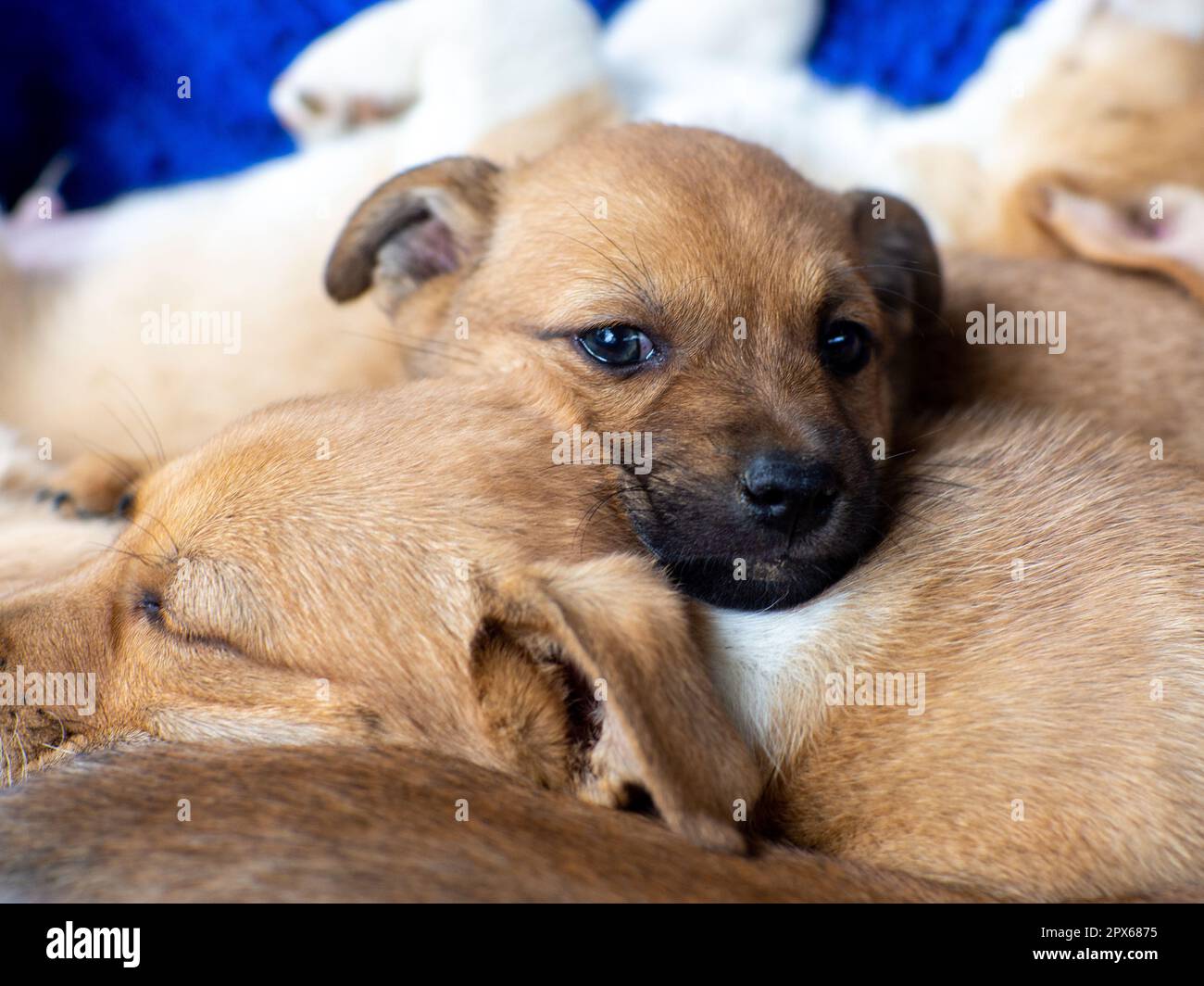 Flock street dog sleeping on hi-res stock photography and images - Alamy