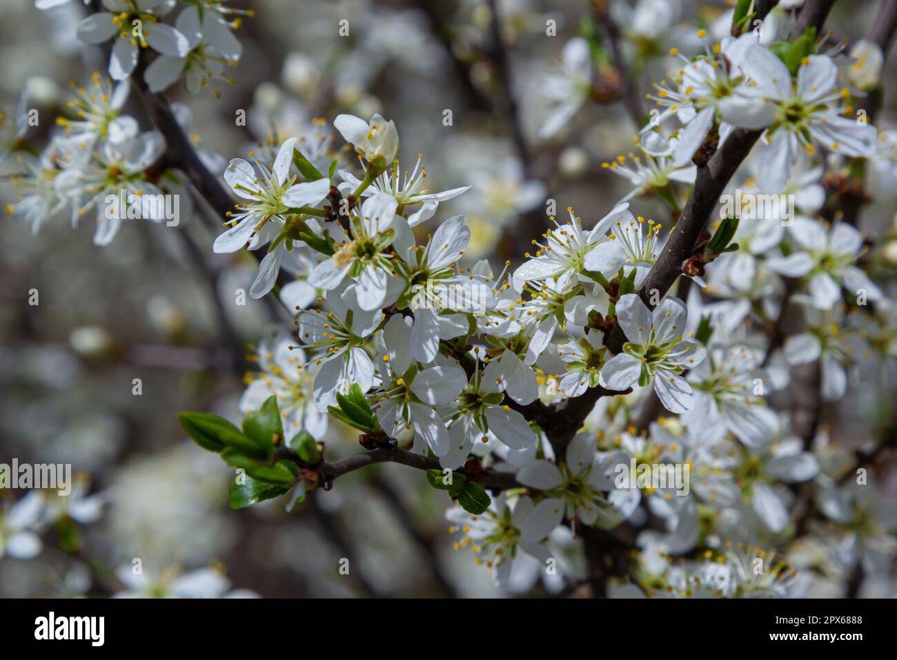 Blackthorn prunus spinosa sloe plant shrub white flower bloom blossom ...