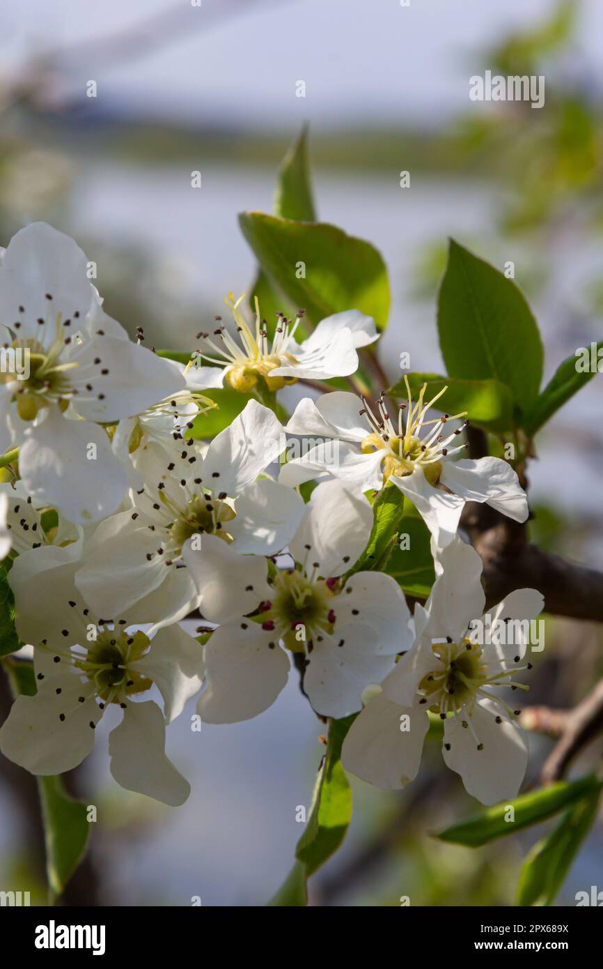 Blooming pear branch against the blue sky. Pear blossoms with small ...
