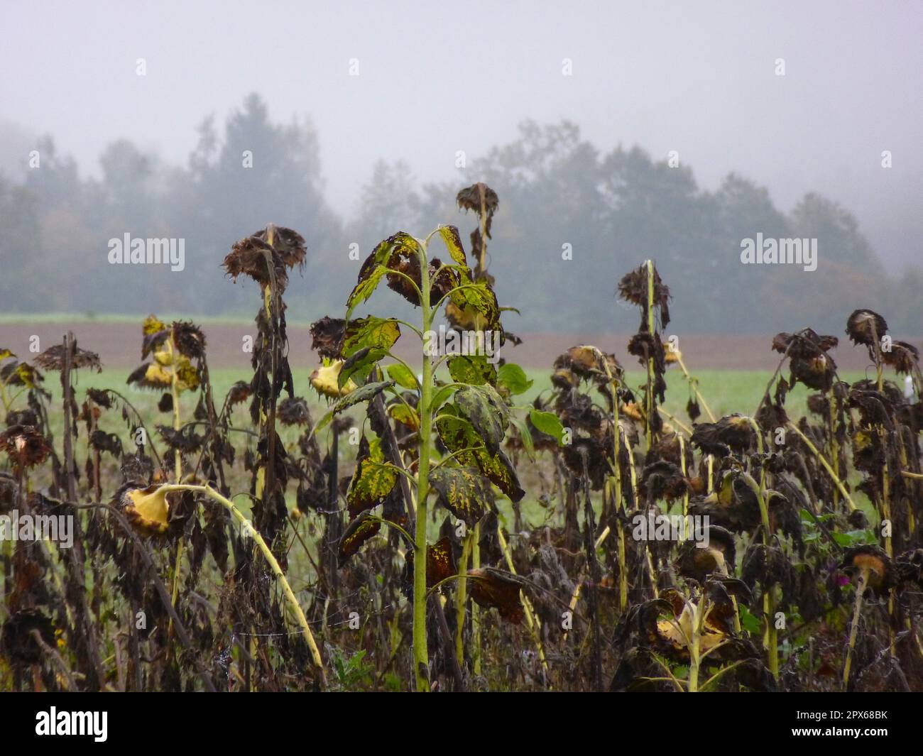 Field of sunflowers in autumn rain Stock Photo - Alamy