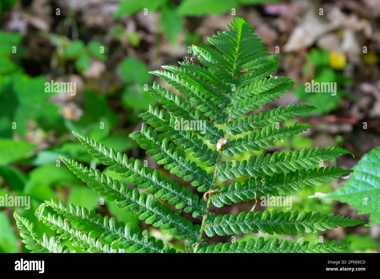 Spores pattern hi-res stock photography and images - Alamy