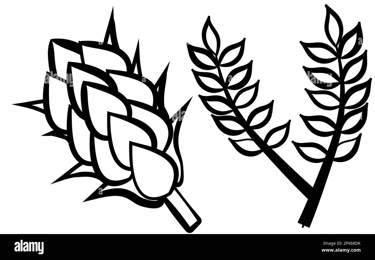 Black and white hop and malt on a white background. Beer ingredients ...