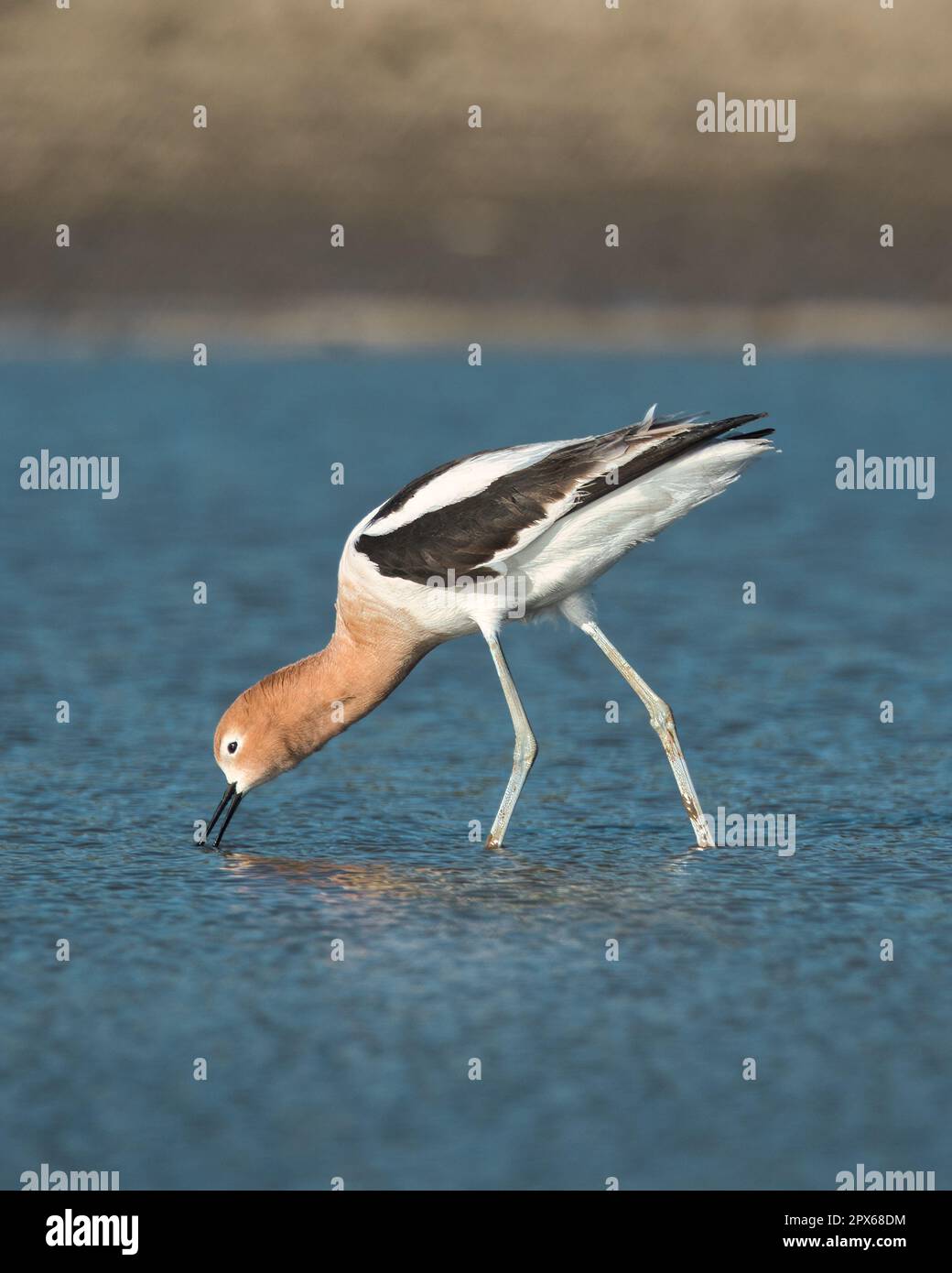 American avocet beak hi-res stock photography and images - Alamy