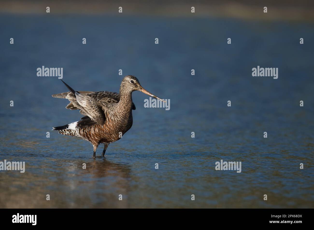 Hudsonian Godwit flapping wings Stock Photo - Alamy