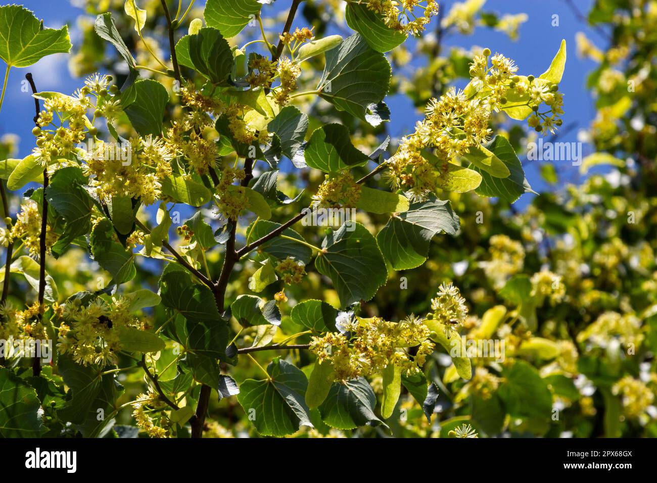 Linden tree flowers clusters tilia cordata, europea, small-leaved lime ...