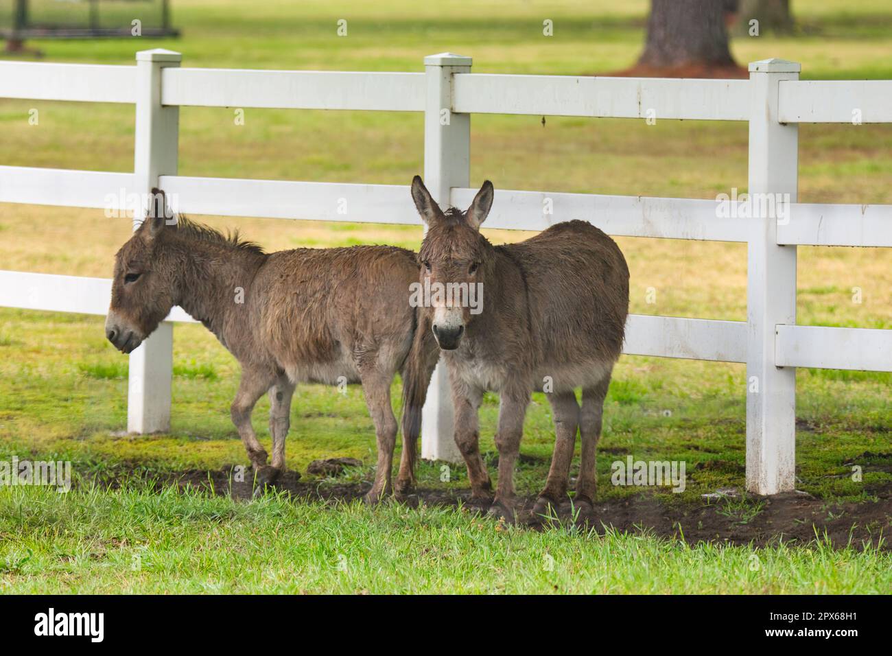 Small Donkeys by a White Fence Stock Photo - Alamy