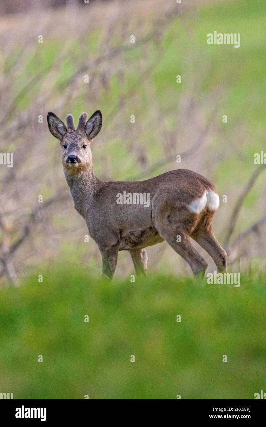 Deer at the edge of the forest hi-res stock photography and images - Alamy